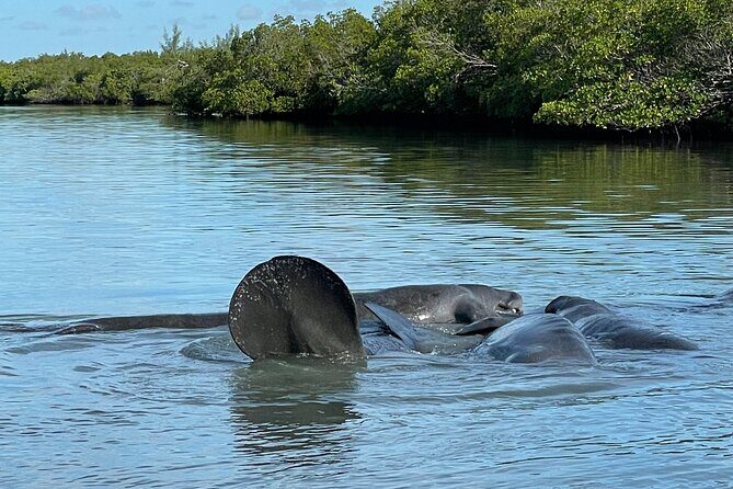 8-Hour Jungle Tour and Lagoon Passage to the Ocean in Fort Pierce - Final Thoughts: Who Should Consider This Tour?
