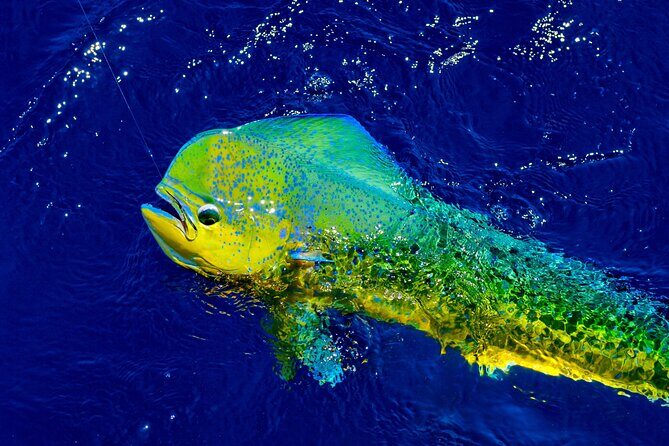 8 Hour Maui Private Fishing with Steady Pressure Charters - Final Thoughts