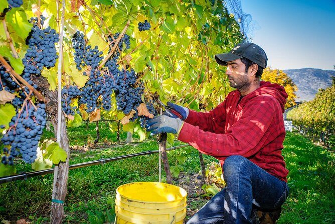 8 Hour Napa or Sonoma Wine Tour in Private Limousine - Key Points