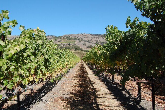 8 Hour Napa or Sonoma Wine Tour in Private Limousine - Who Will Love This Tour?