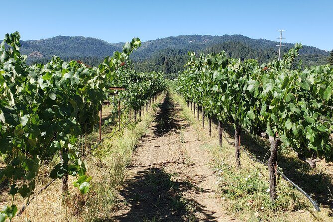 8 Hour Napa Valley Wine Tasting Tour from San Francisco - What the Tour Offers: An Inside Look