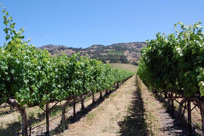 8 Hour Napa Wine Tour in a Private Limousine - A Closer Look at the 8 Hour Napa Wine Tour