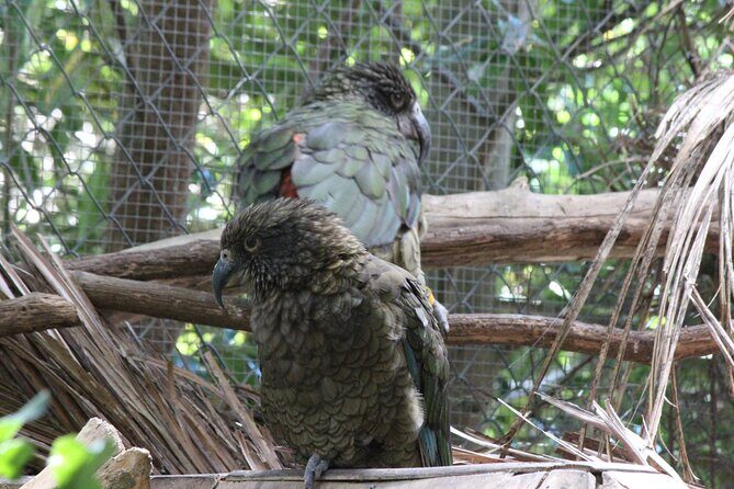 8-Hour Private Scenic Kapiti Coast Tour from Wellington - Transport, Timing, and Experience