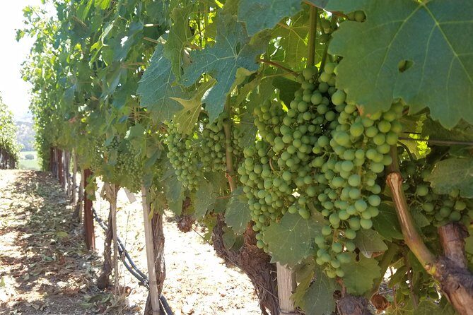 8 Hour Private Tour in Napa Valley Winery - The Practicalities and What They Mean for You