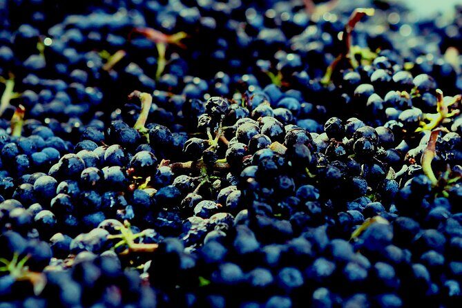 8 Hour Private Tour in Wine Country from San Francisco - A Closer Look at the Experience