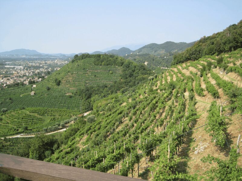8-Hour Prosecco Wine and Tastings Tour from Venice or Padua - Who This Tour Is Best For