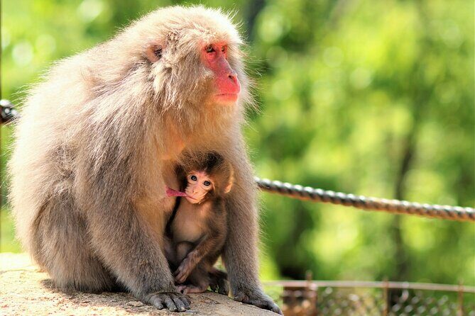 8 hours Arashiyama Monkey Park Ryoanji and Kinkaku ji Tour - Deep Dive into the Itinerary