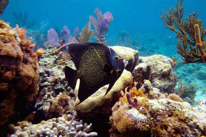 8HR Fullday Private Boat in Gracebay - The Sum Up