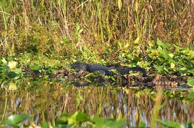 90 Minute Airboat Tour in the Florida Everglades - Final Thoughts: Is the 90-Minute Airboat Tour Right for You?
