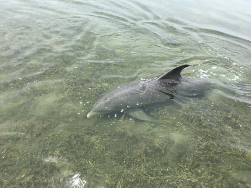 90 Minute Backwater Eco & History Tour - An In-Depth Look at the 90 Minute Backwater Eco & History Tour
