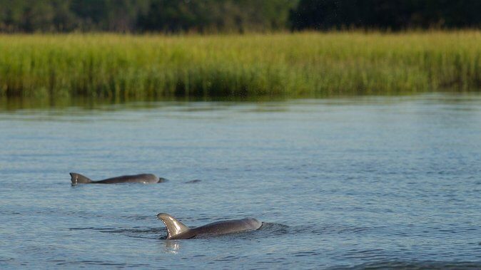 90-Minute Dolphin and Nature Tour of Hilton Head - An In-Depth Look at the Experience