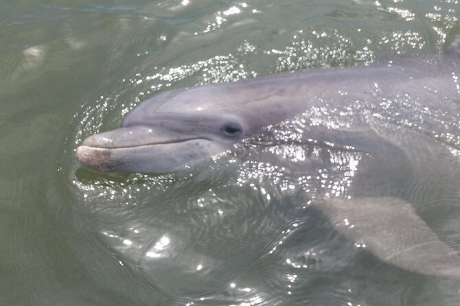90-Minute Dolphin and Nature Tour of Hilton Head - FAQs