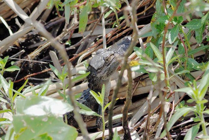 90 minute Everglades Airboat Tour near Orlando Florida - The Experience: What to Expect on Your Everglades Airboat Tour