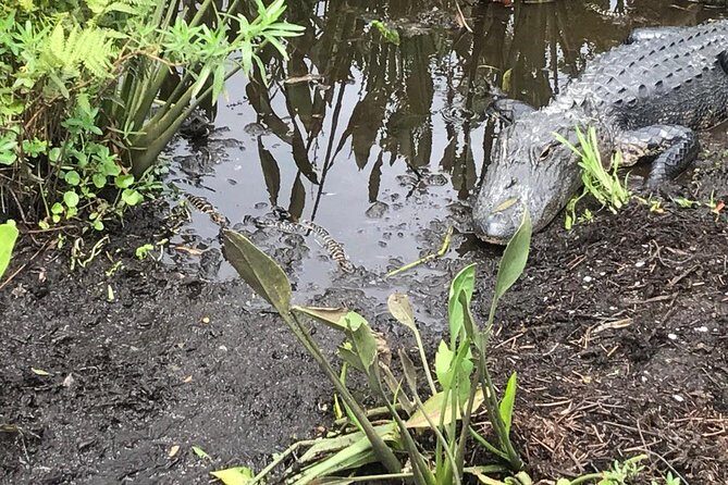 90 minute Everglades Airboat Tour near Orlando Florida - Authentic Insights from Reviews