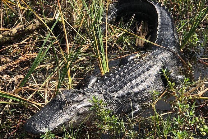 90 minute Everglades Airboat Tour near Orlando Florida - Practical Tips for Your Tour