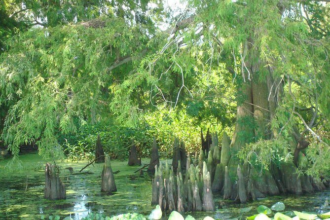 90 minute Everglades Airboat Tour near Orlando Florida - The Sum Up: Is It Worth It?