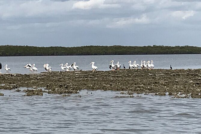 90-Minute Guided Eco Airboat Tour in Homosassa - Exploring the Homosassa Eco Airboat Tour