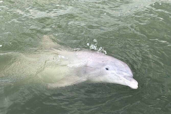 90 Minute Hilton Head Dolphin and Nature Cruise - Setting the Scene: What to Expect from the Experience