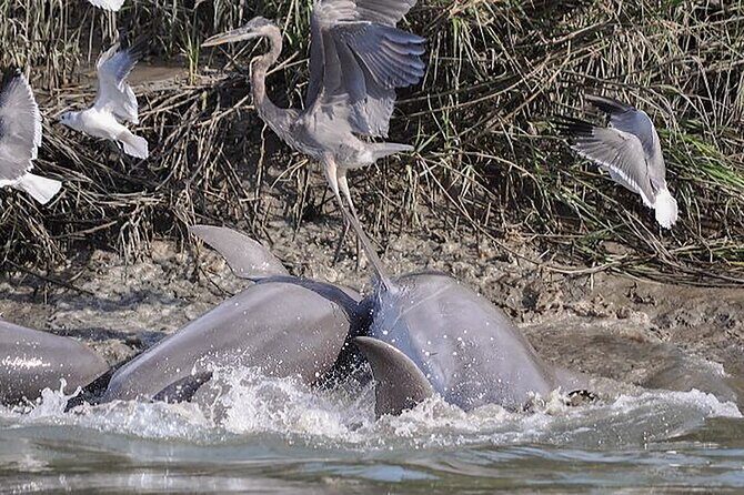 90 Minute Hilton Head Dolphin and Nature Cruise - Final Thoughts