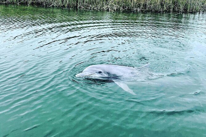 90 Minute Hilton Head Dolphin Tour - The Experience: What You Can Expect