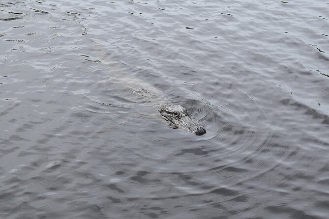 90-Minute Jean Lafitte Swamp and Bayou Tour with Transportation - FAQ