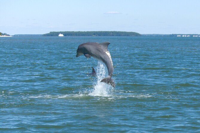90-Minute Private Dolphin Tour in Hilton Head Island - Engaging with Hilton Head’s Dolphins: A Practical Review