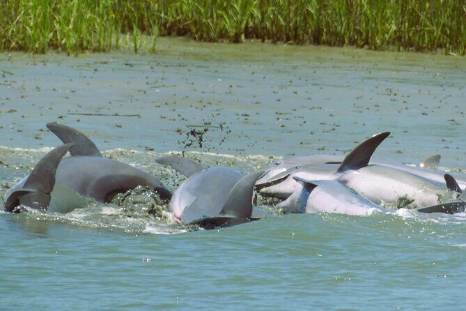 90-Minute Private Dolphin Tour in Hilton Head Island - Who Is This Tour Best For?