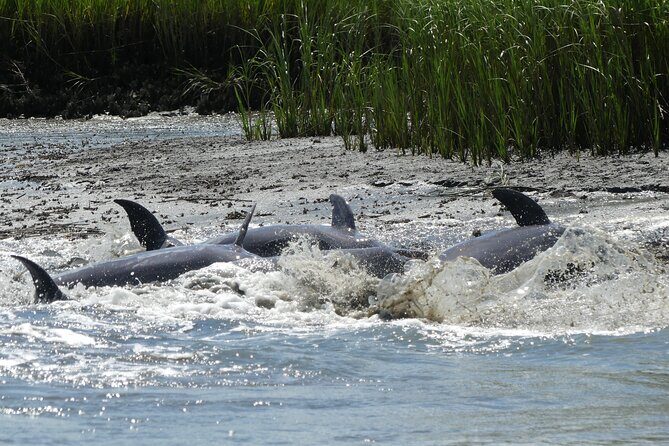 90-Minute Private Dolphin Tour in Hilton Head Island - Frequently Asked Questions