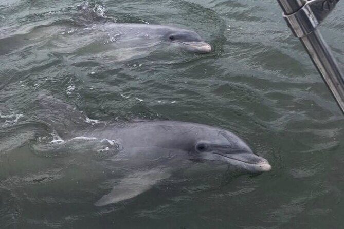 90-Minute Private Dolphin Tour in Hilton Head Island - Final Thoughts