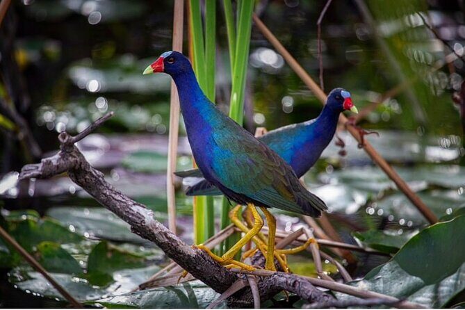 90 Minute Small Group Semi Private Airboat Tour - Who Will Love This Experience?