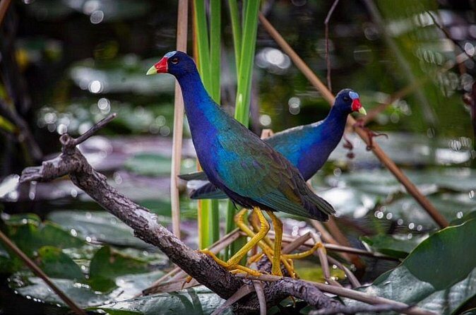 90 Minute Small Group Semi Private Airboat Tour - FAQ