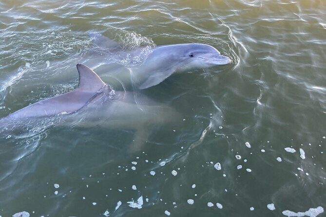 90 Minute Tour to See Dolphins in Hilton Head Island - Key Points