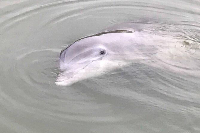 90 Minute Tour to See Dolphins in Hilton Head Island - The Authenticity and Value of the Tour