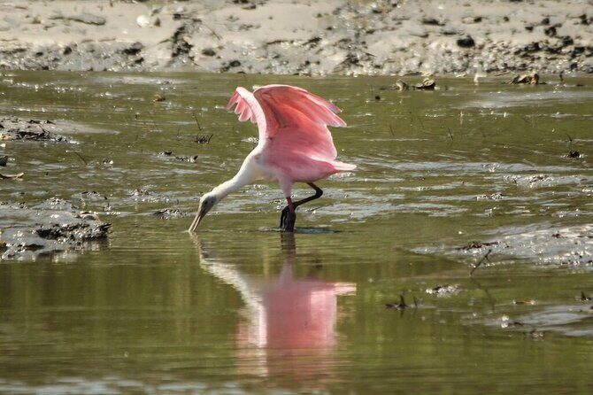 90 Minute Tour to See Dolphins in Hilton Head Island - Final Thoughts