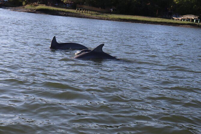 90 Minute Tour to See Dolphins in Hilton Head Island - FAQ