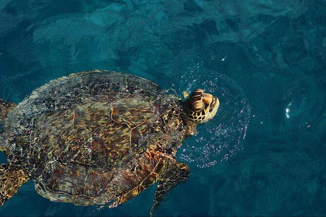 90 Minute Waikiki Turtle Canyon Snorkel - Exploring the Experience: A Complete Review