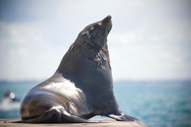 90 minute wildlife and scenic cruise - The Itinerary: A Step-by-Step Overview