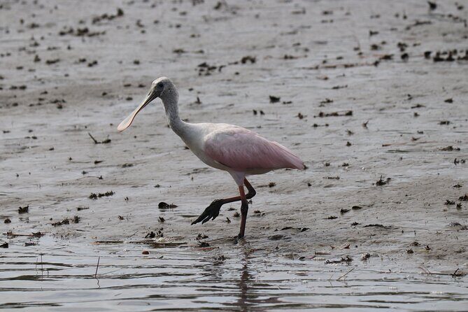 90 minutes Dolphin and Nature Tour - Exploring the Details of the Hilton Head Dolphin & Nature Tour