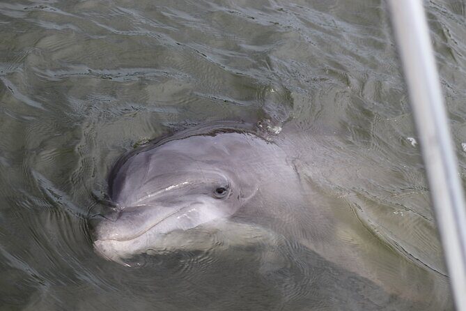 90 minutes Dolphin and Nature Tour - Final Thoughts on Value and Suitability