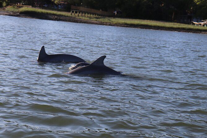 90 minutes Dolphin and Nature Tour - FAQ
