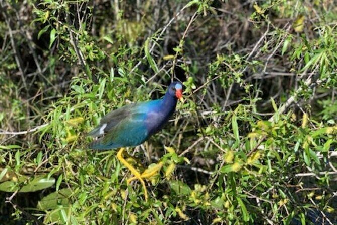 90 minutes Private Everglades Airboat Ride in Miami - An Honest Look at the 90-Minute Private Everglades Airboat Ride in Miami