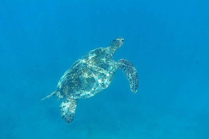 9am Turtle Canyon Snorkel Adventure - Who Should Consider This Tour?
