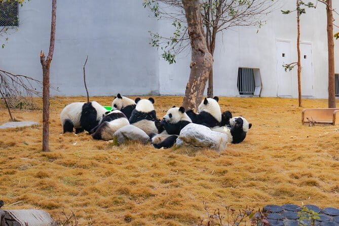a better Panda Volunteer Experience at the Best panda base - WOLONG - Practicalities: Transportation, Timing, and Group Size