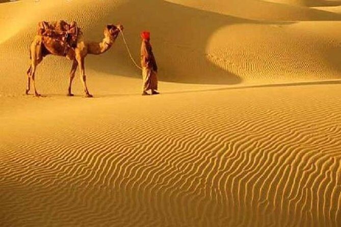 A Camel Safari Through The Thar Desert Sand Dunes Near Bikaner - Key Points
