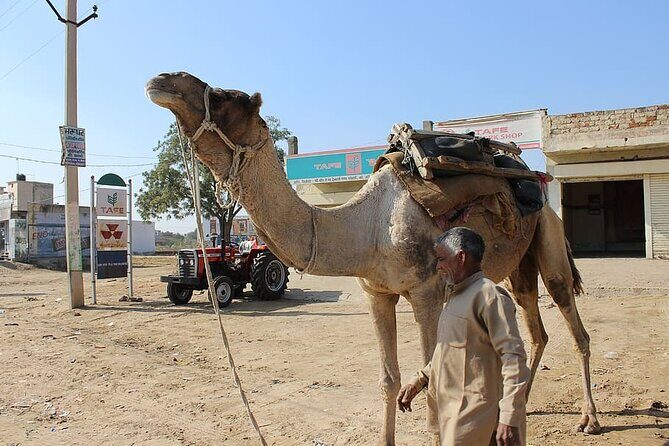 A Camel Safari with High Tea and Local Music - Detailed Review of the Camel Safari Experience