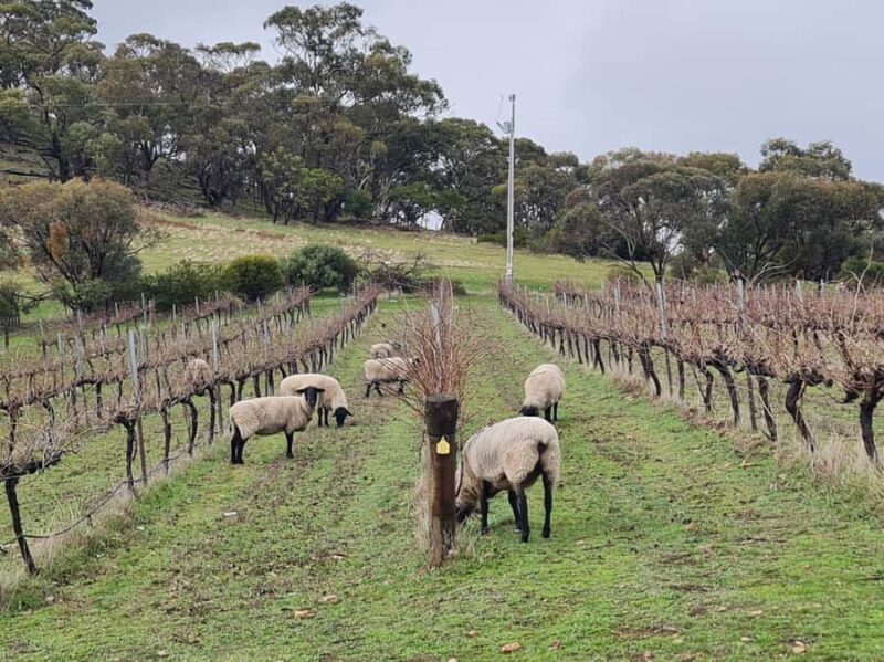 A Clare Valley Private Tour, Four Passengers: Local Pickup - FAQ