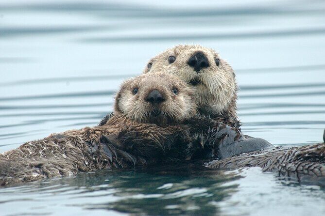 A Comfortable Sitka Whale Watching Wildlife Shore Excursion - Key Points