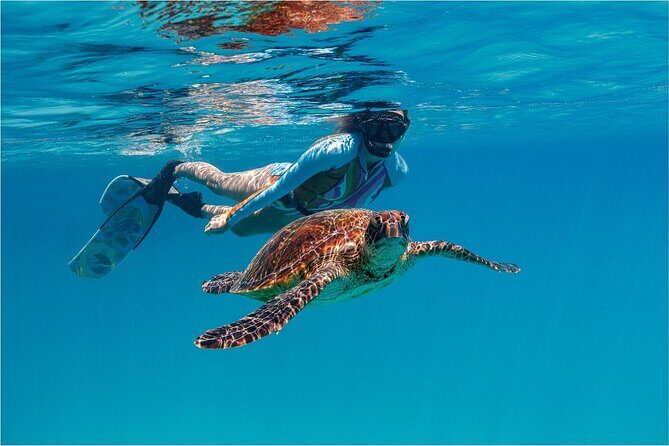A Cook Islands Turtle Tour - small groups, premium experience - An In-Depth Look at the Experience