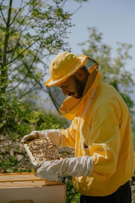 A day as a beekeeper: an adventure among mountains and nature - Key Points