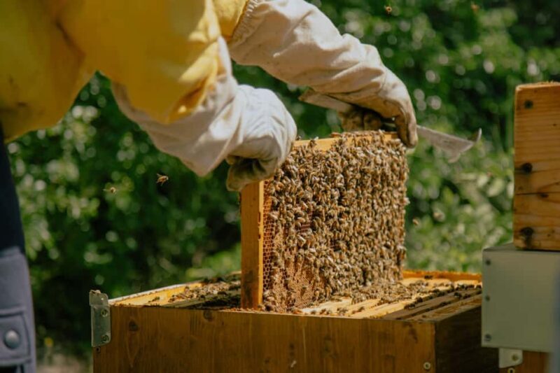 A day as a beekeeper: an adventure among mountains and nature - Final Thoughts